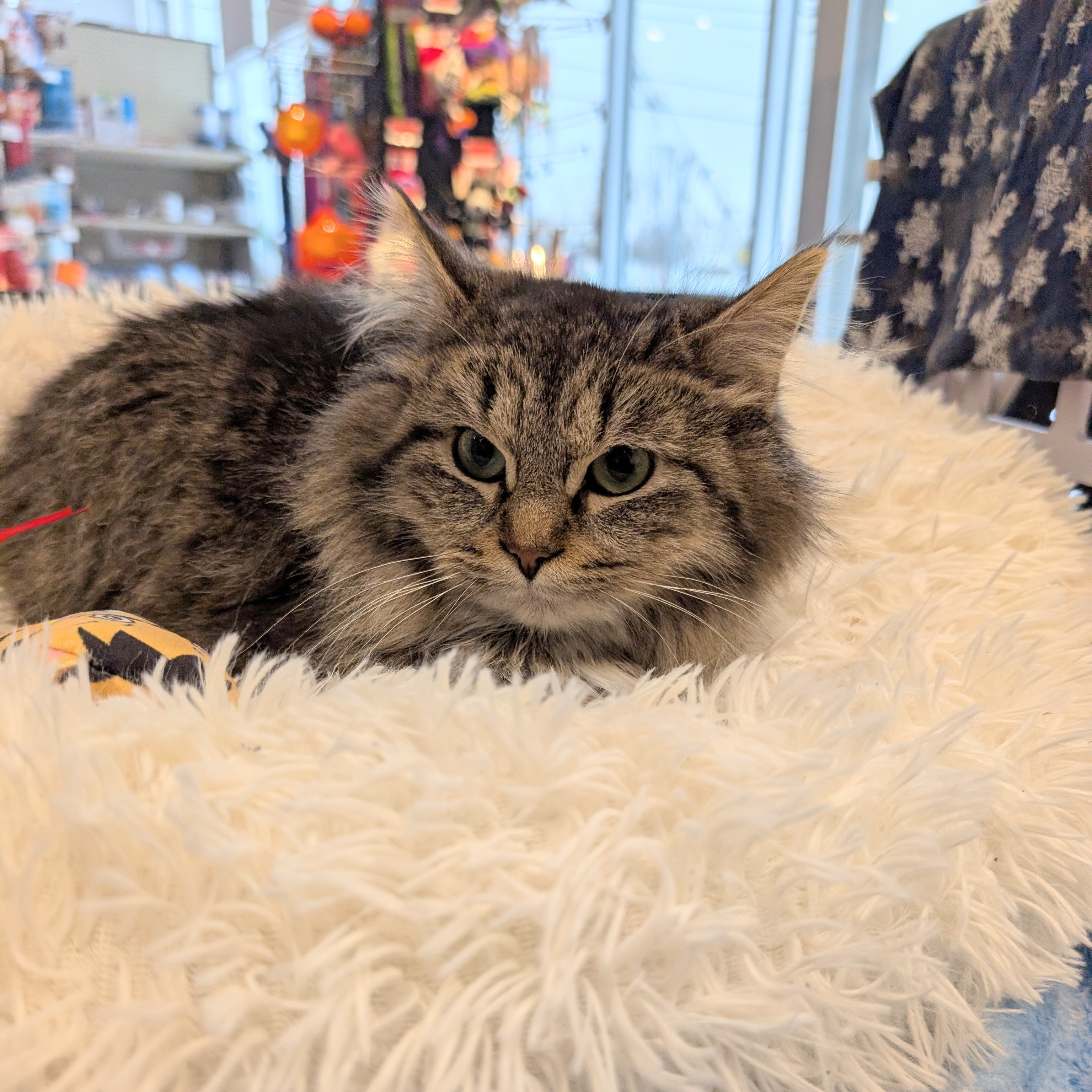 Koto - Chats - Adoption - SPA Mauricie