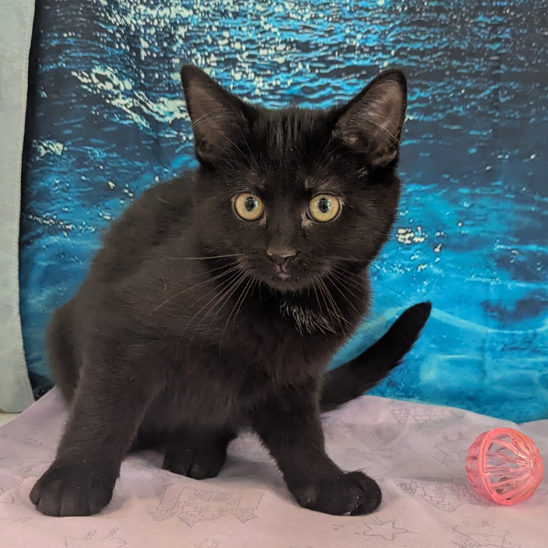 Chats - Adoption - SPA Mauricie