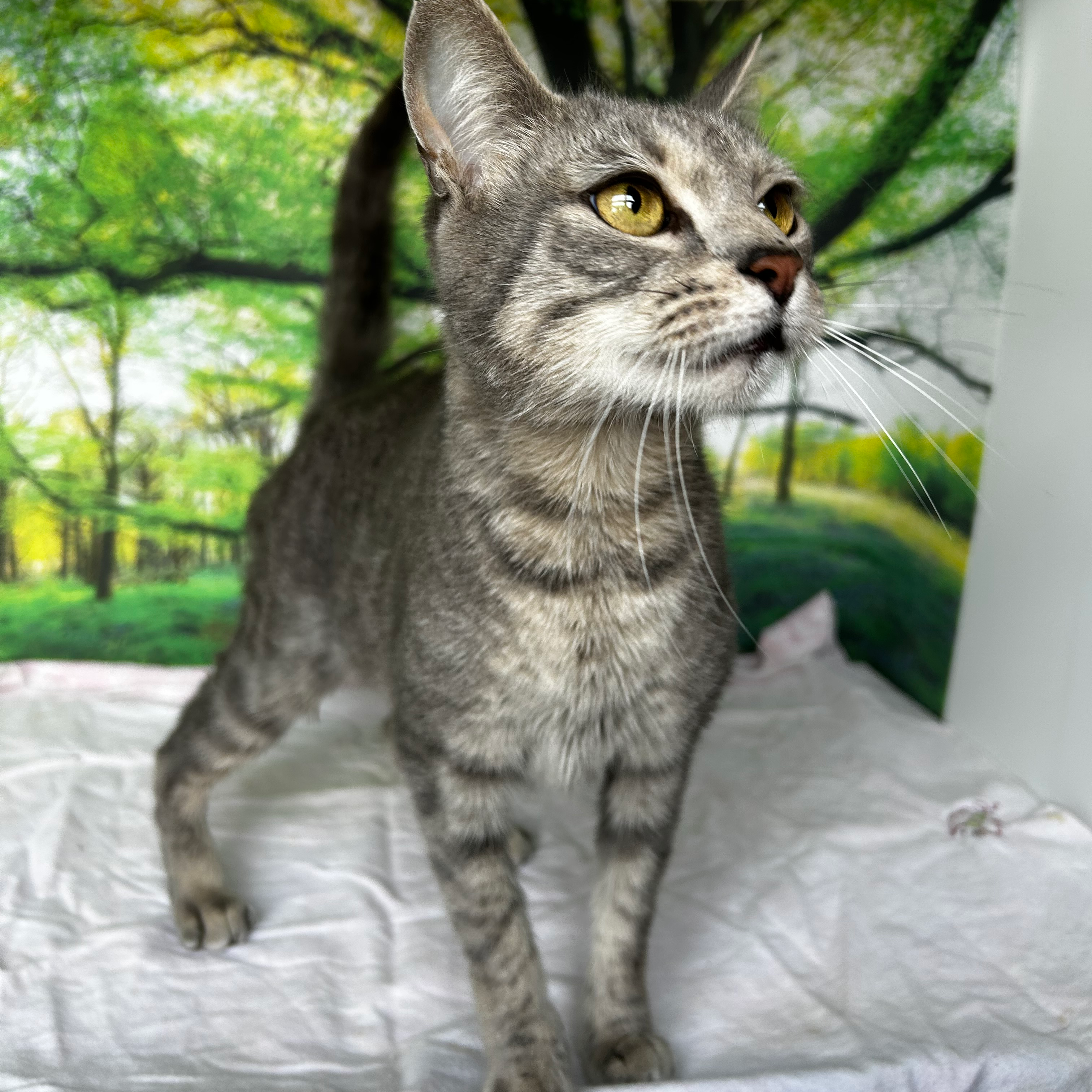 Chats - Adoption - SPA Mauricie