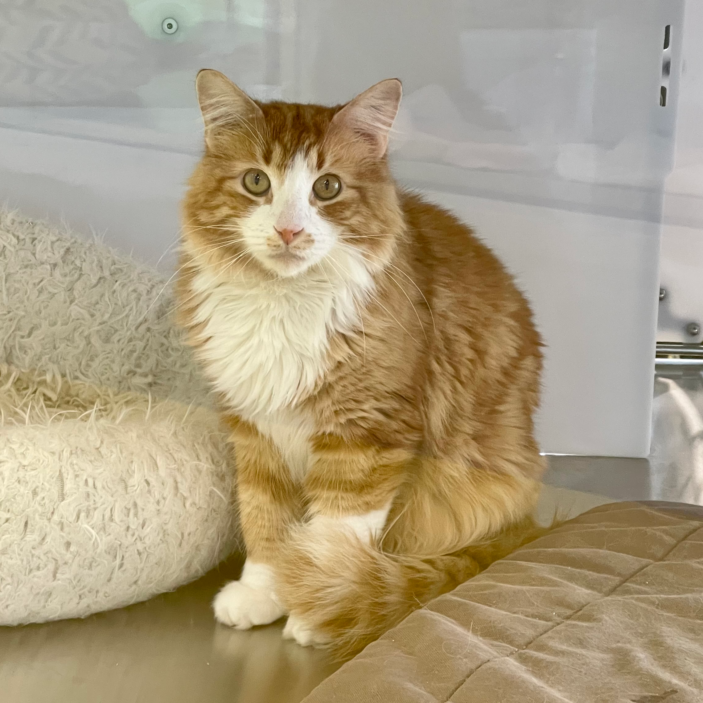 Chats - Adoption - SPA Mauricie