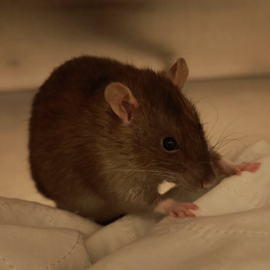 Autres animaux - Adoption - SPA Mauricie