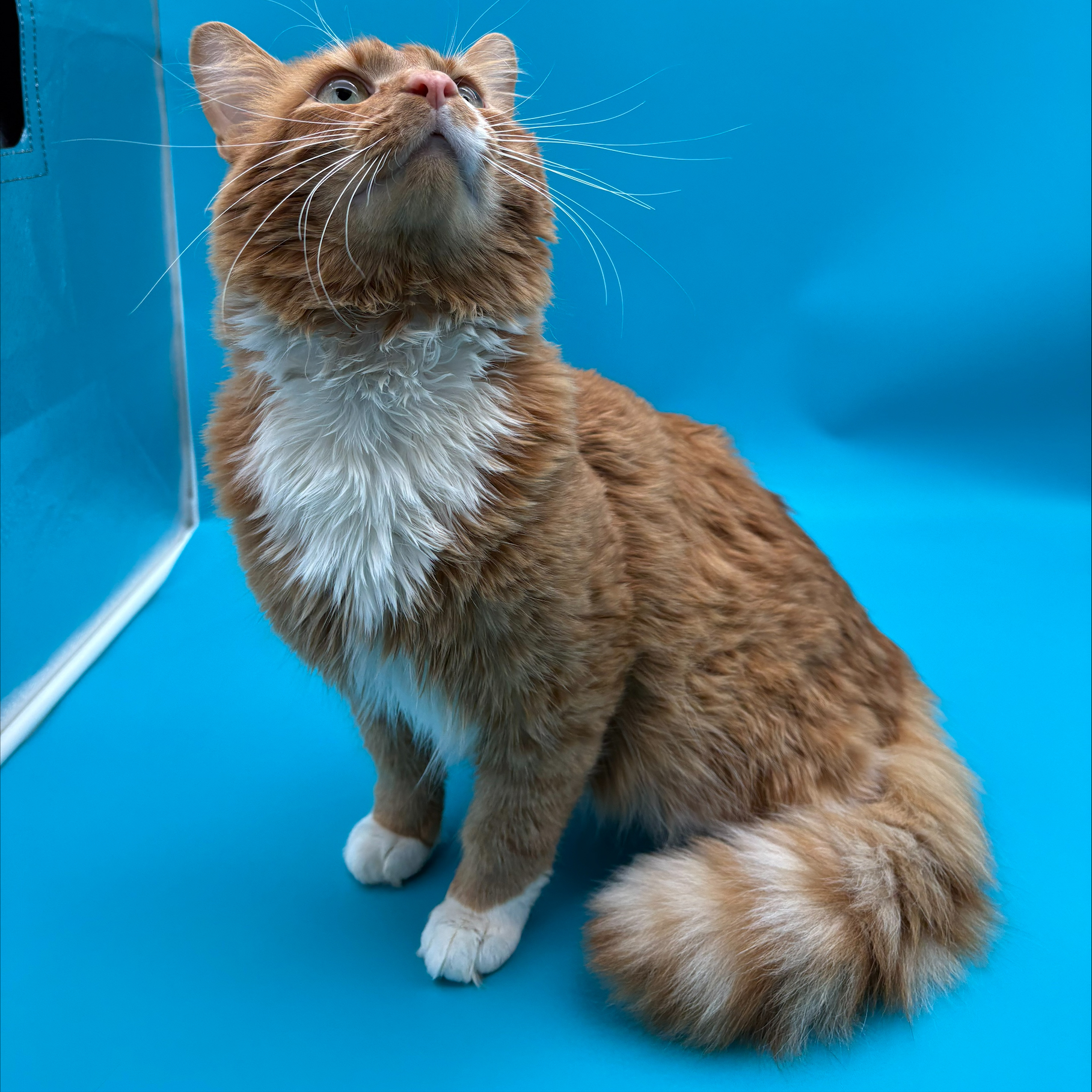 Bingpot - Chats - Adoption - SPA Mauricie