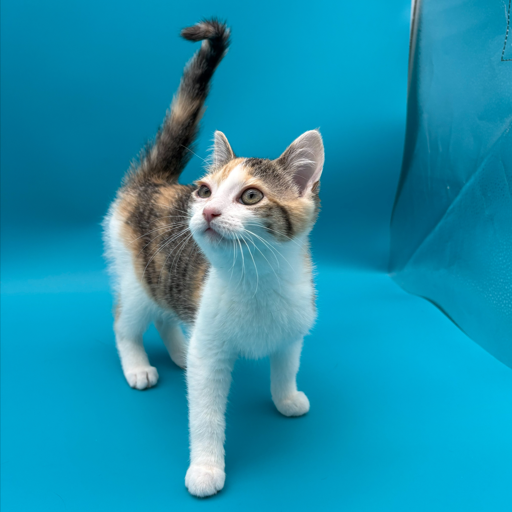 Zara - Chats - Adoption - SPA Mauricie